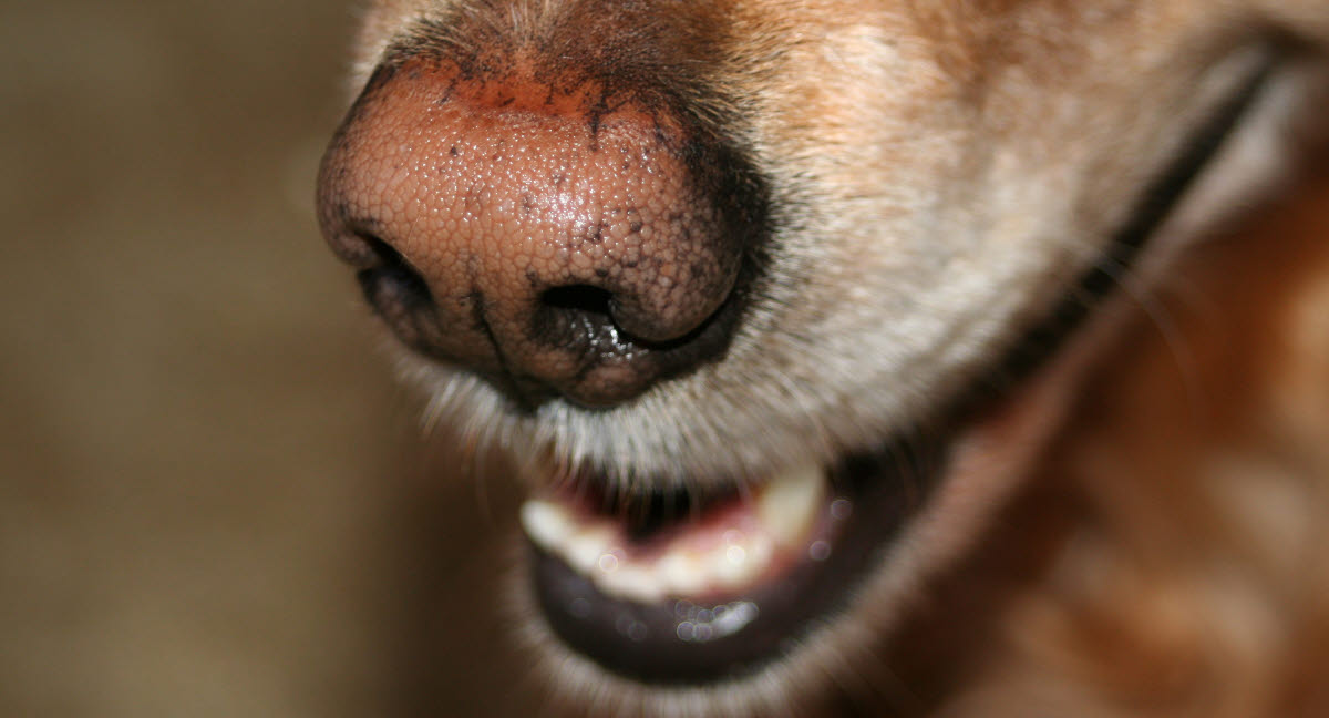 Spårhunden och lukterna - Agria Djurförsäkring