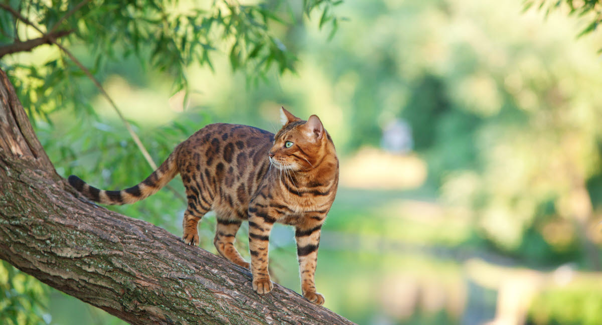 Så fungerar dominant nedärvning - Agria Djurförsäkring