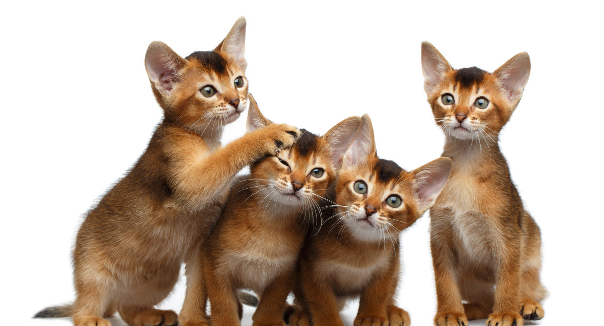 Vanligaste kattnamnen per kattras - Agria Djurförsäkring