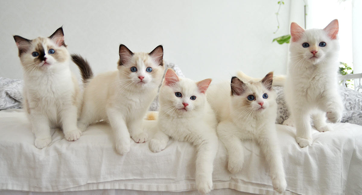 Tips till dig som vill fotografera din katt - Agria Djurförsäkring