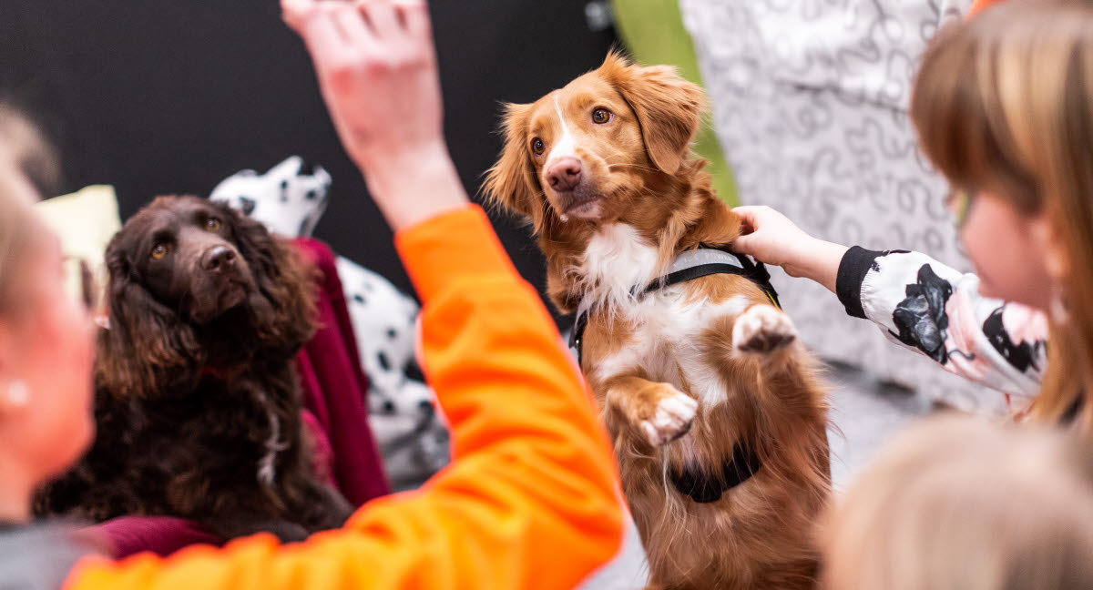 Se sändningarna från Stockholm Hundmässa på Dogplay.tv - Agria Djurförsäkring